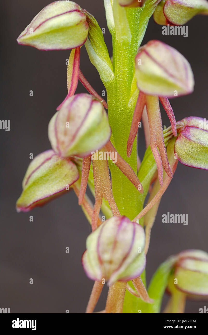 Hangendes mannchen hi-res stock photography and images - Alamy