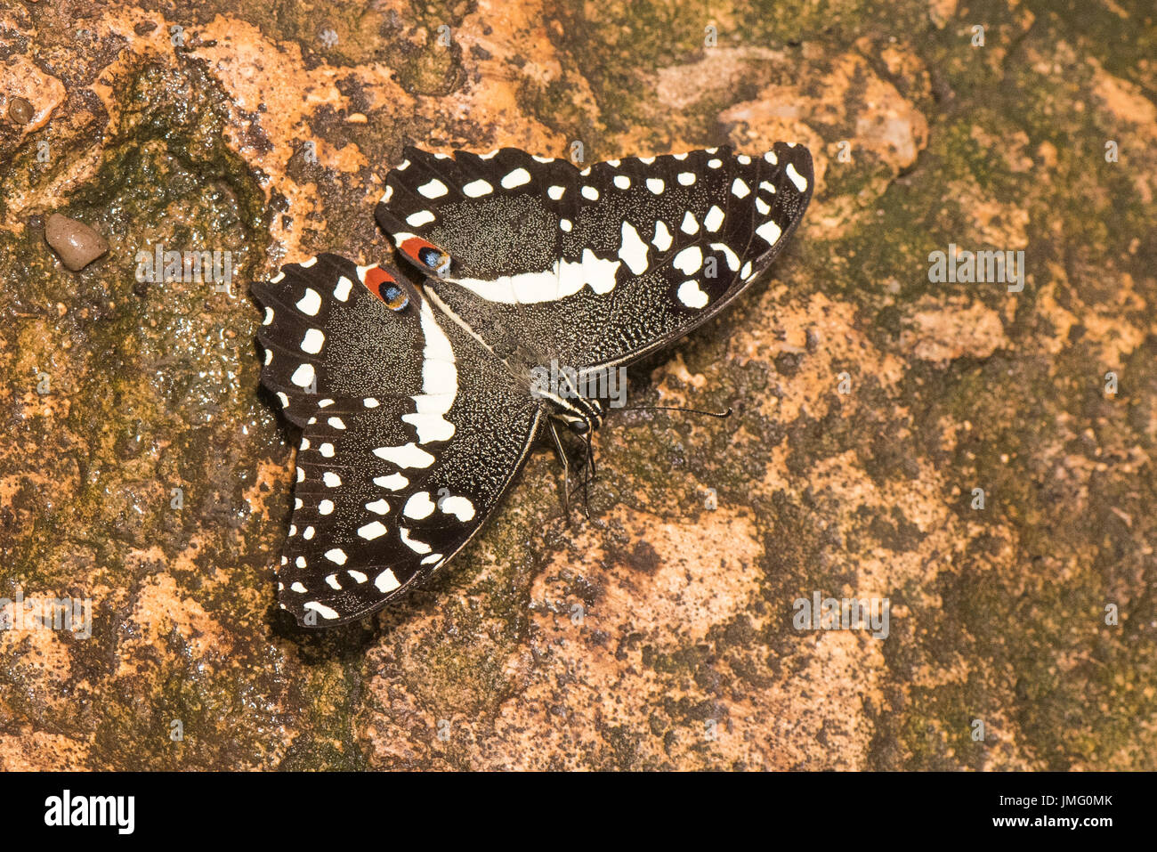 Christmas butterfly hi-res stock photography and images - Alamy