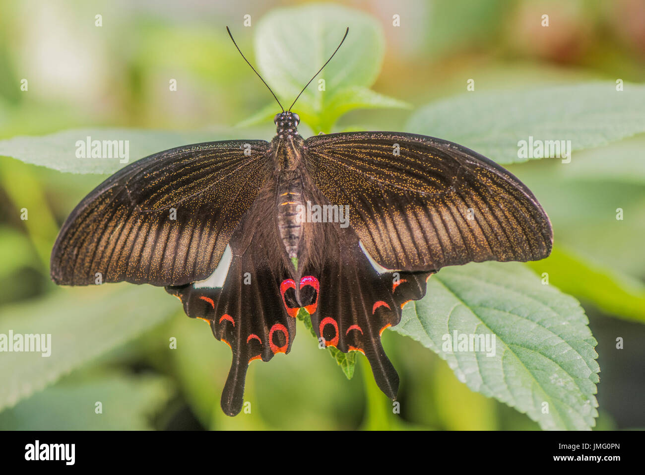 Red helen papilio helenus helenus hi-res stock photography and images ...