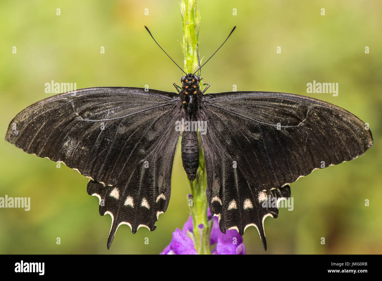 Cream banded swallowtail hi-res stock photography and images - Alamy