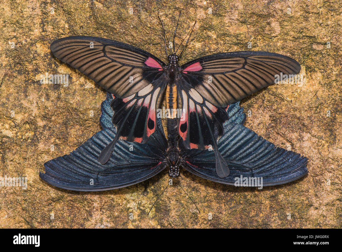 Yellow swallowtail butterfly mating hi-res stock photography and images ...