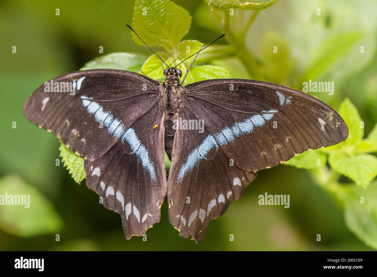 A resting Narrow-banded Swallowtail butterfly Stock Photo - Alamy