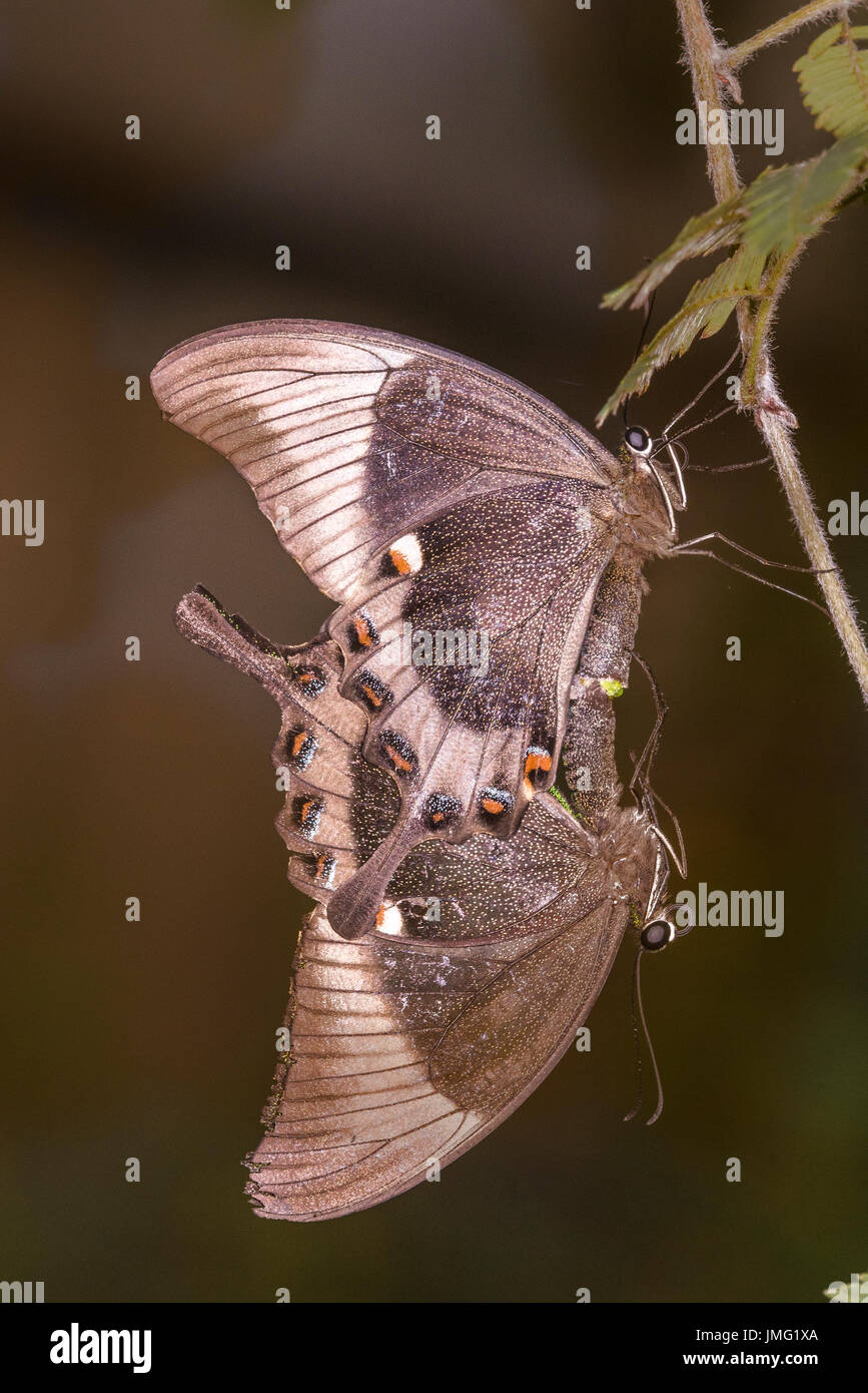 The Green-banded Swallowtail butterfly Stock Photo - Alamy