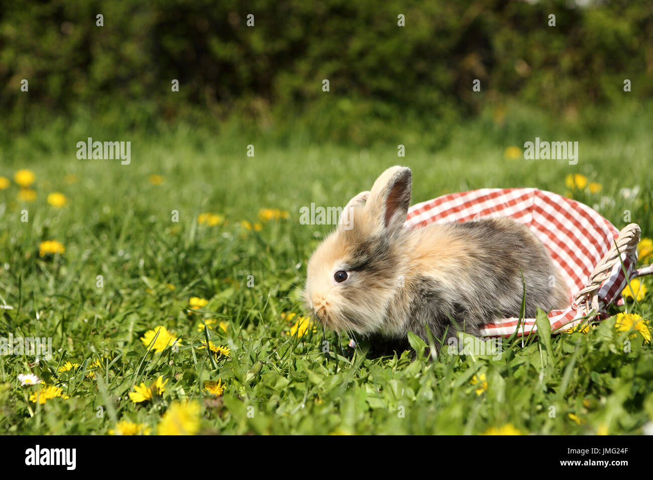 Dwarf Rabbit. Young sitting in a small basket on a flowering meadow ...