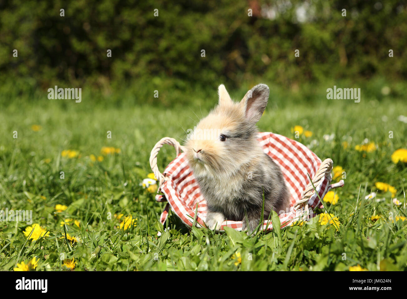 Dwarf Rabbit. Young sitting in a small basket on a flowering meadow ...