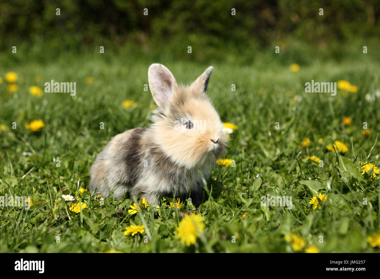 Baby bunny hi-res stock photography and images - Alamy