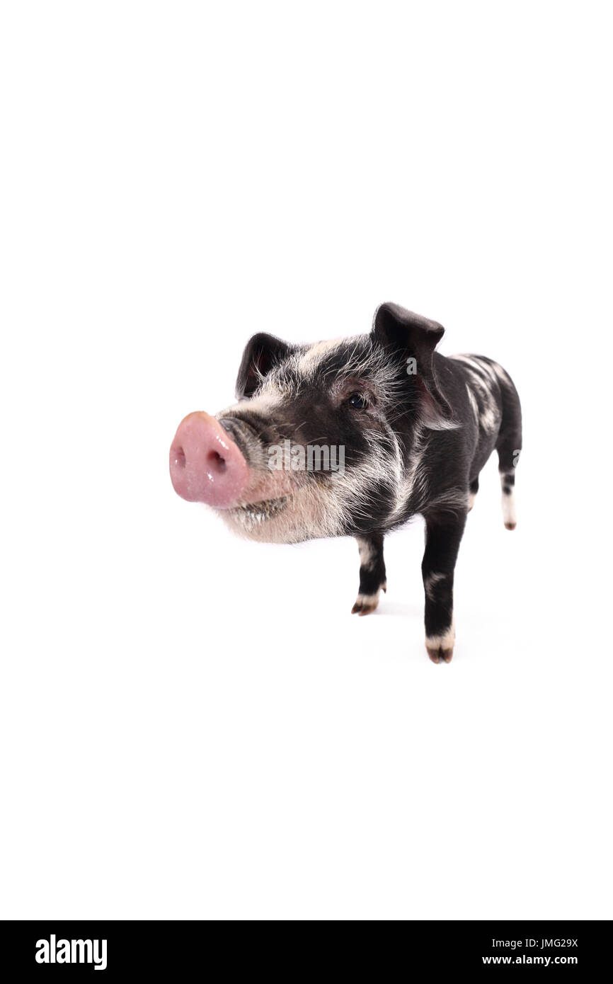 Turopolje Pig. Piglet standing. Studio picture against a white ...