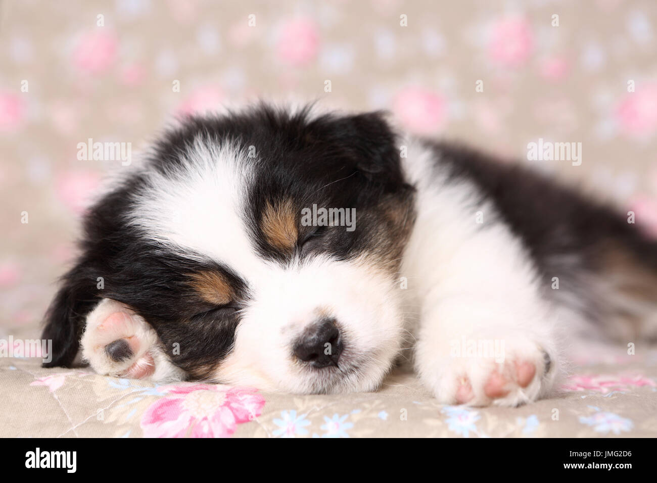 Australian Shepherd. Puppy (6 weeks old) sleeping. Studio picture seen ...