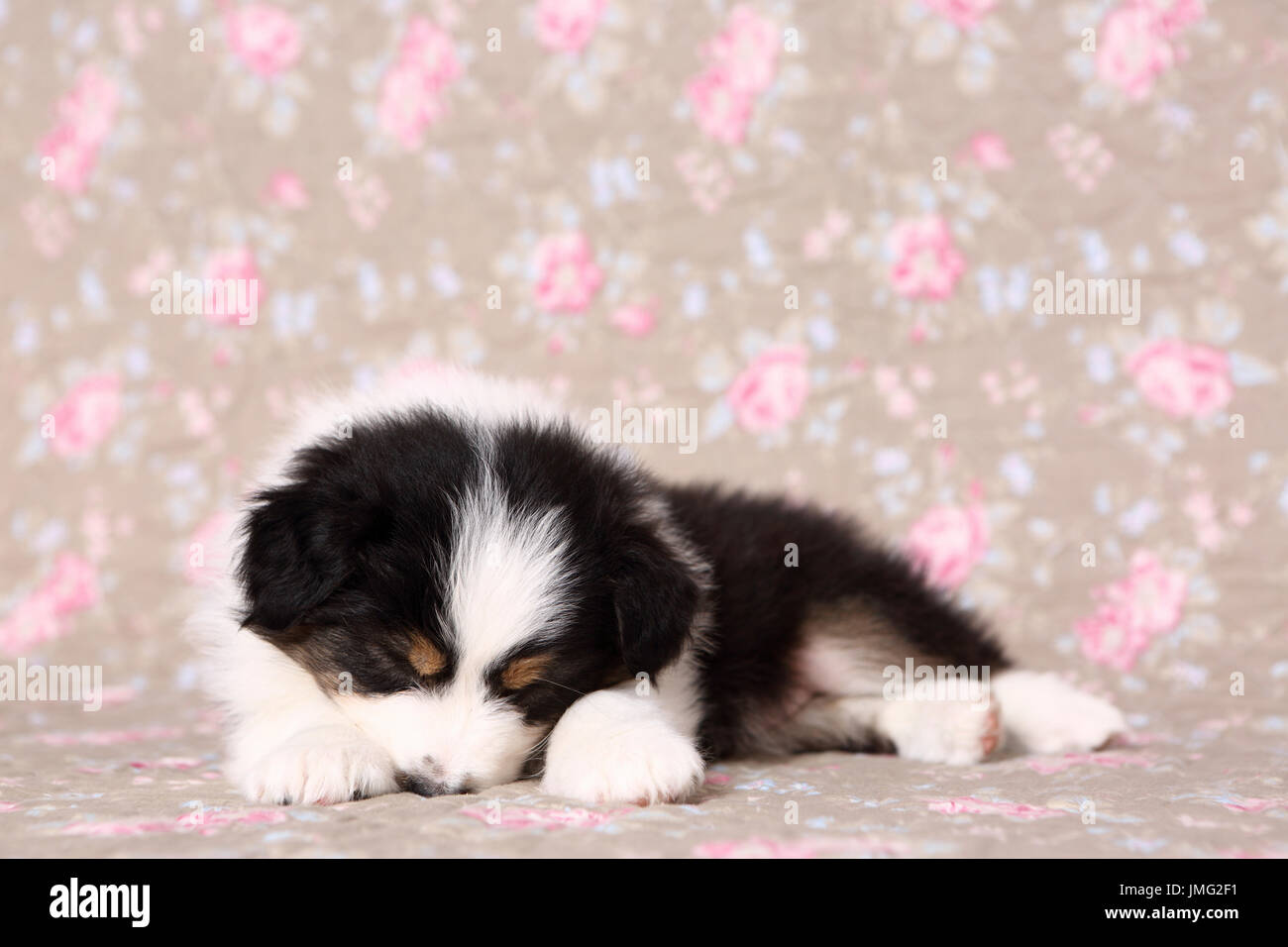 Australian Shepherd. Puppy (6 weeks old) sleeping. Studio picture seen ...