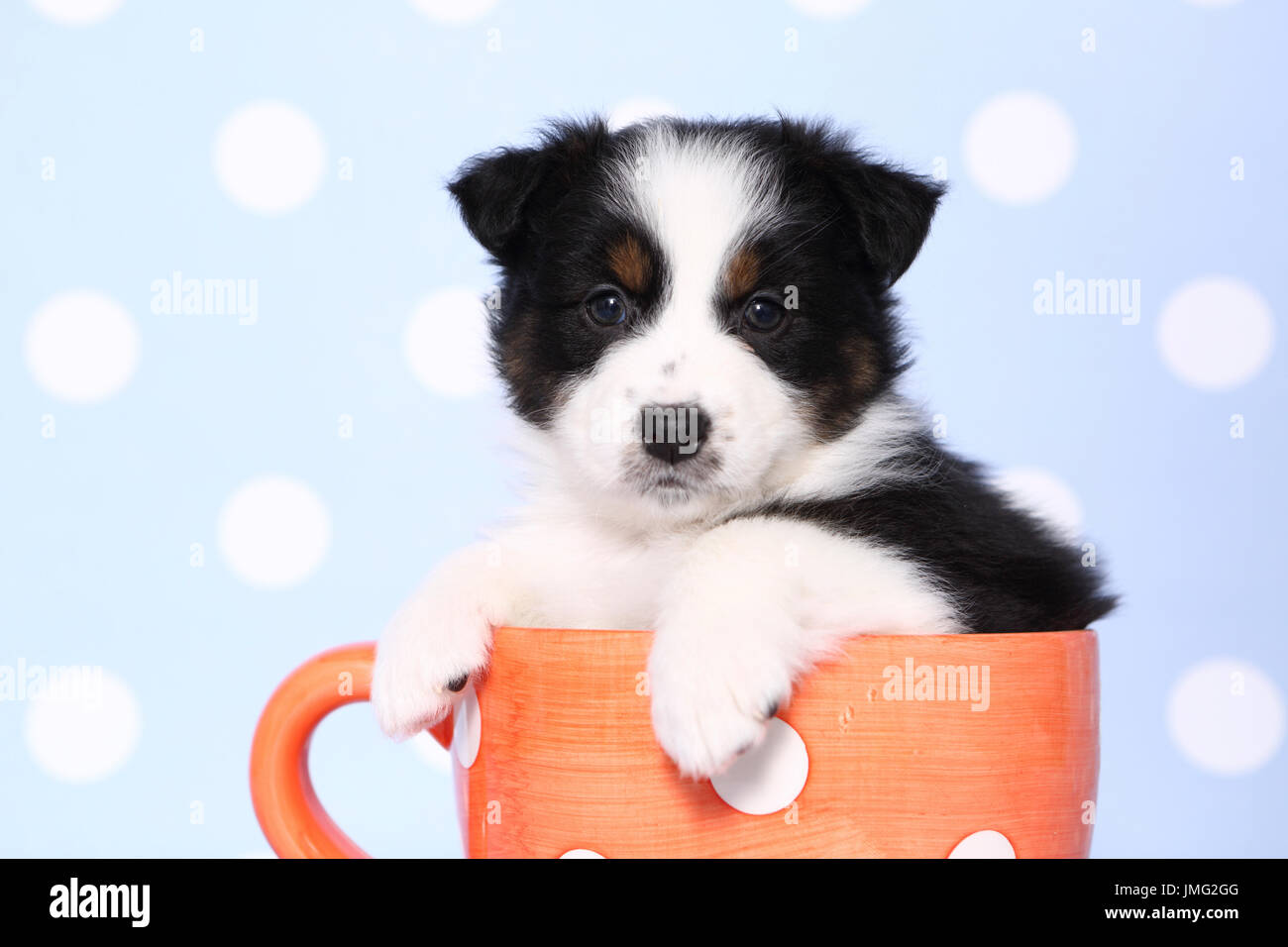 Australian Shepherd. Puppy (6 weeks old) sitting in an orange cup with ...