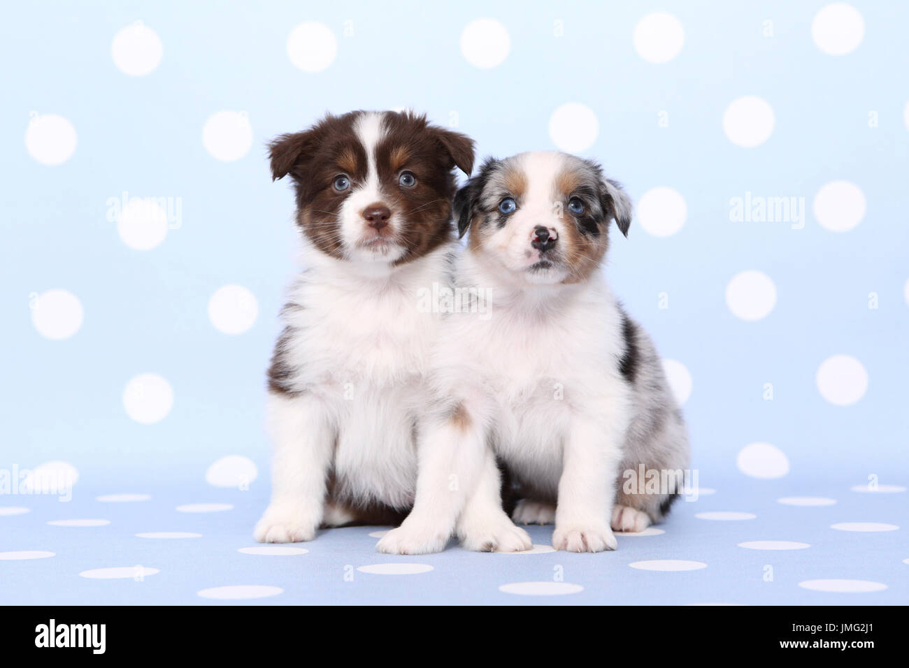 Australian Shepherd. Two puppies (6 weeks old) sitting. Studio picture ...