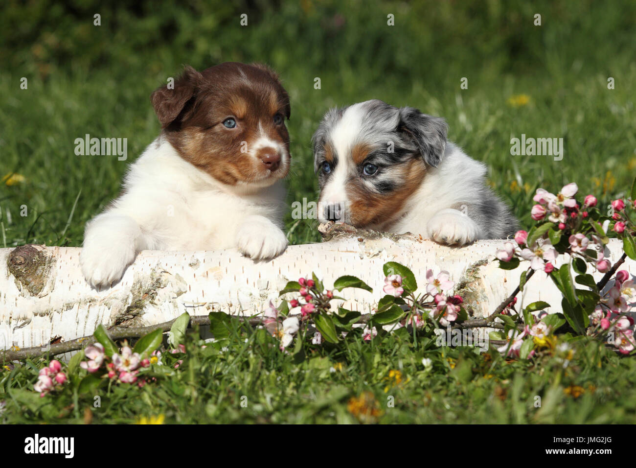 Spring puppies hi-res stock photography and images - Alamy