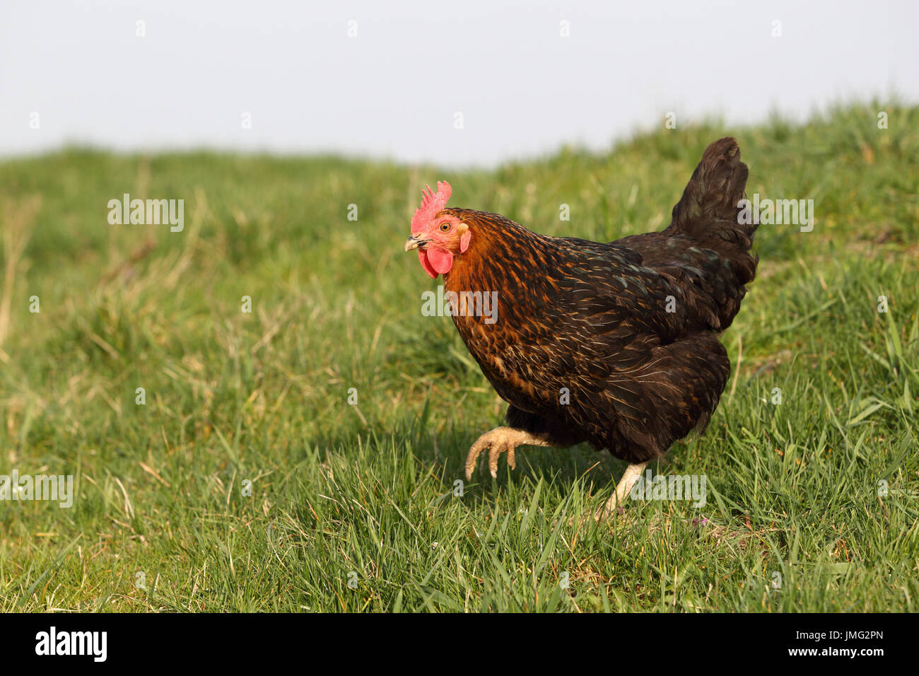 Hen outdoors hi-res stock photography and images - Alamy