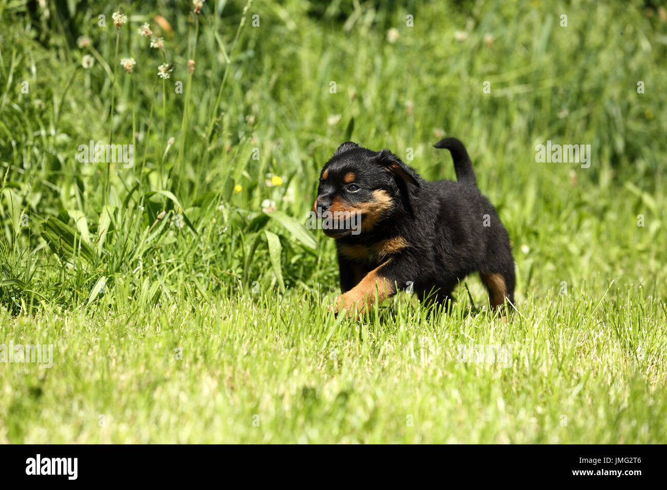 Rottweiler. Puppy (6 weeks old) running on a meadow. Germany Stock ...