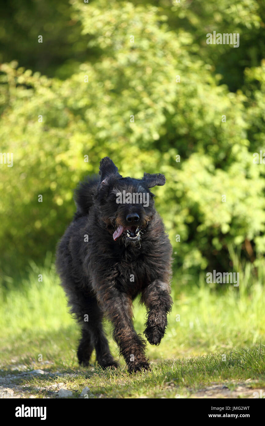 Labradoodle. Adult male running in a forest. Germany Stock Photo - Alamy
