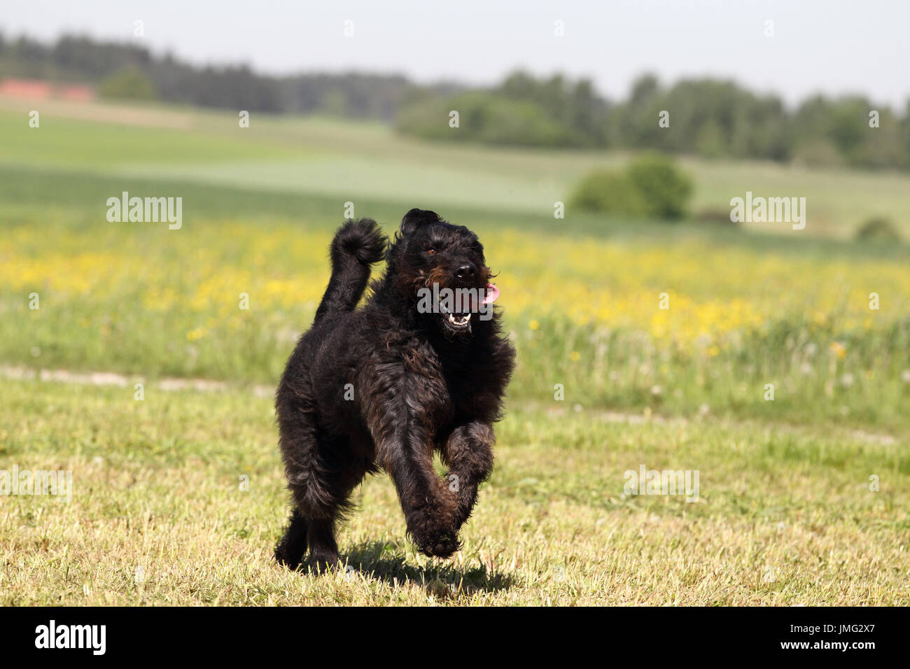 Black labradoodle hi-res stock photography and images - Alamy