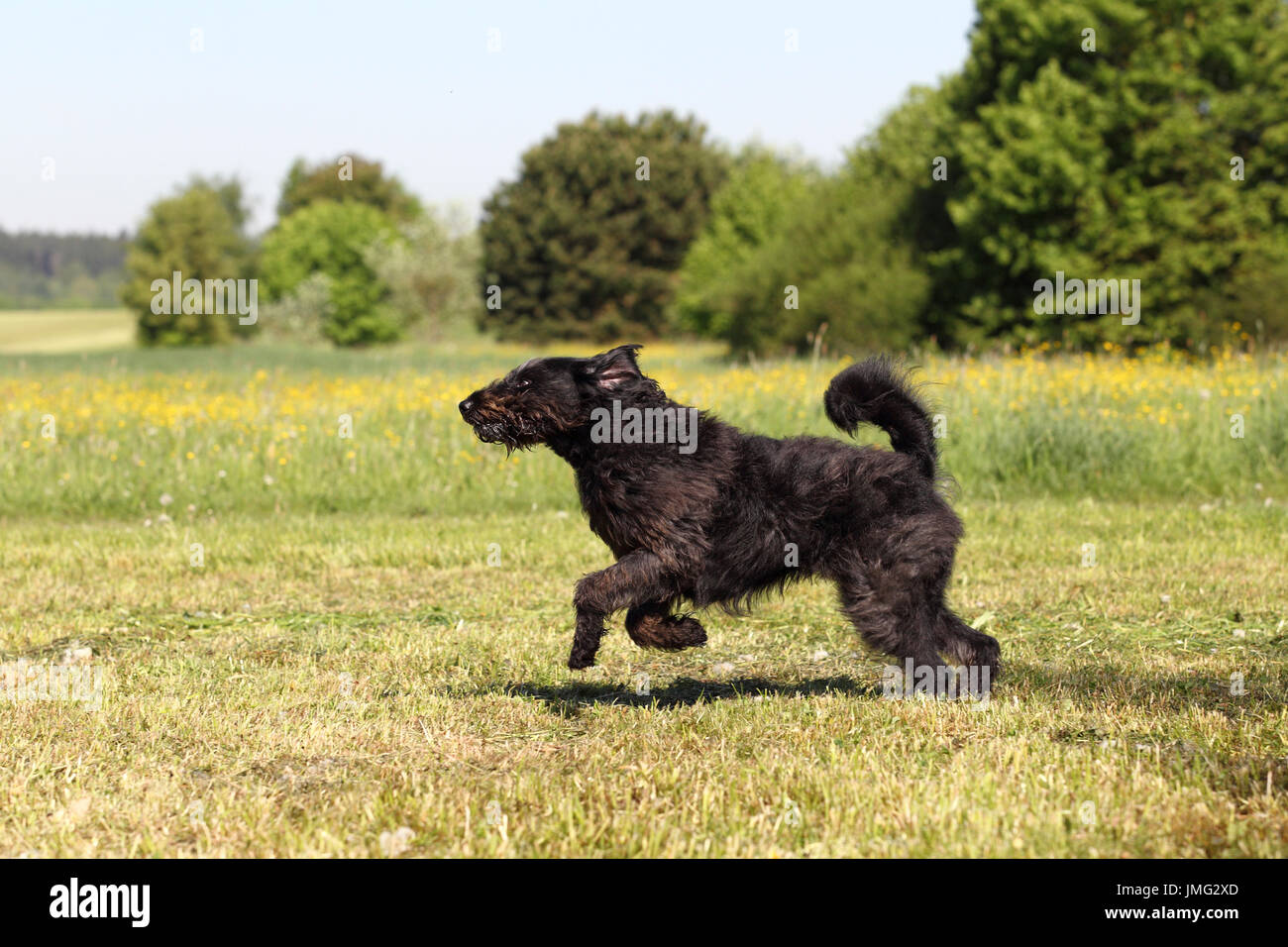 Labradoodle. Adult male running on a grass. Germany Stock Photo - Alamy