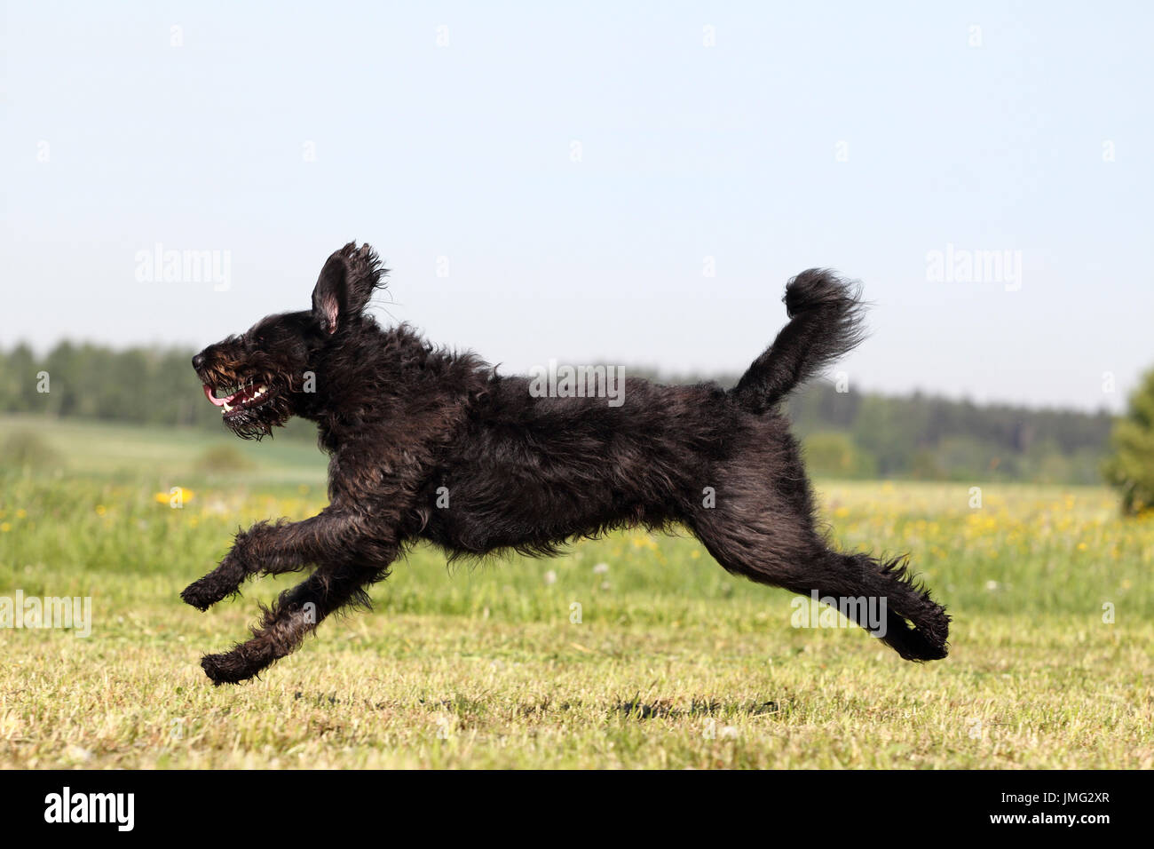 Jumping leaping hi-res stock photography and images - Alamy