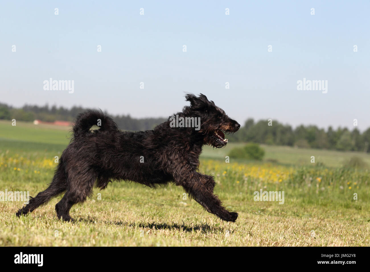 Labradoodle. Adult male running on a grass. Germany Stock Photo - Alamy