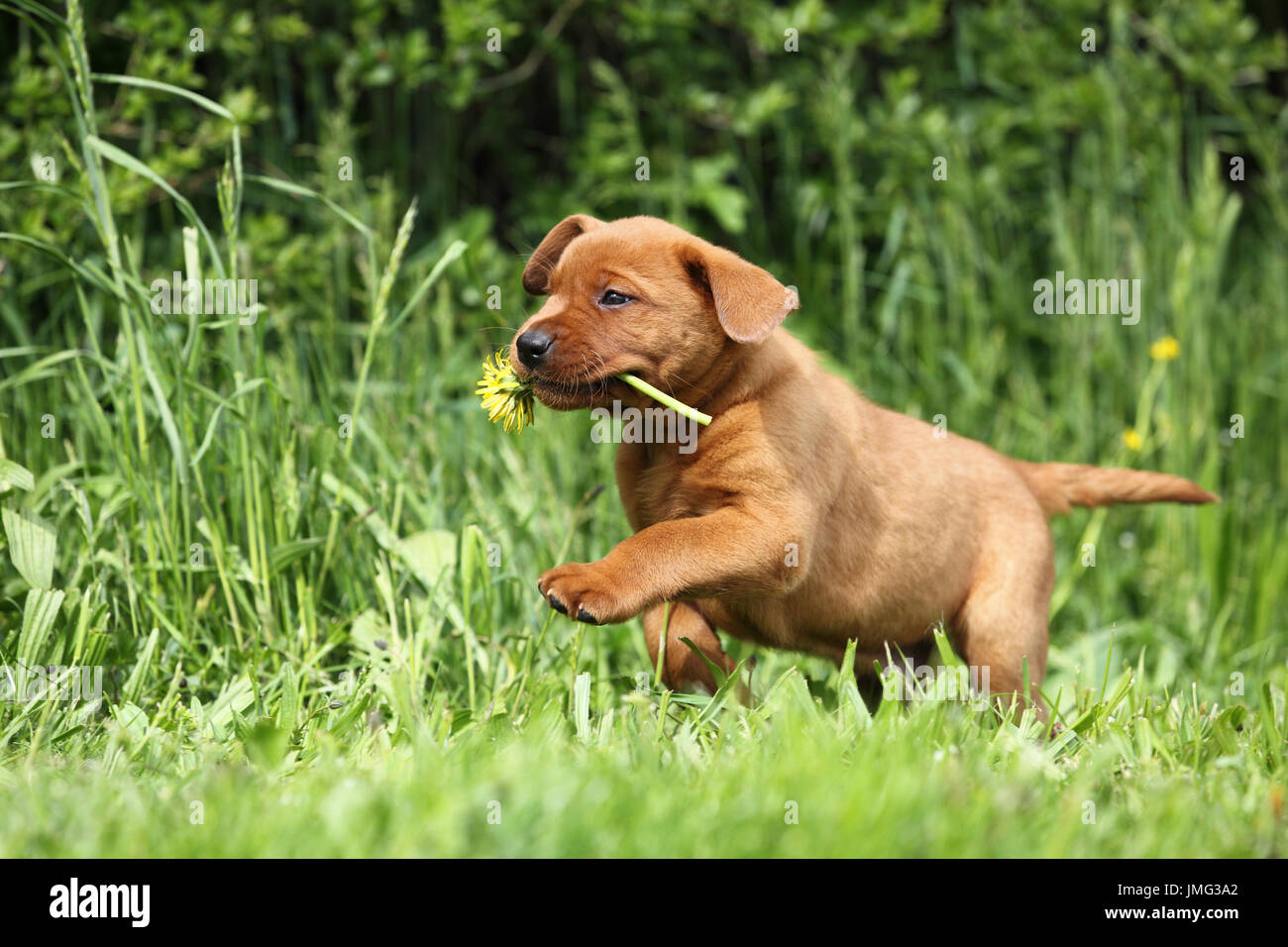 Labrador Retriever. Puppy (6 weeks old) running on a meadow, carrying a ...