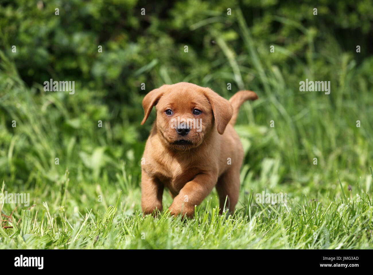 Labrador summer running hi-res stock photography and images - Alamy