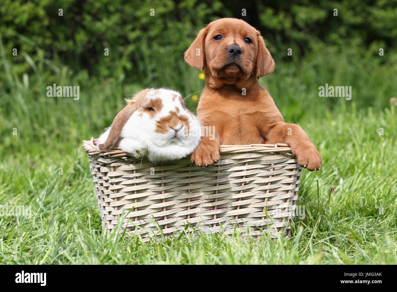 Labrador Retriever and Dwarf Lop-eared bunny in a basket on a meadow ...