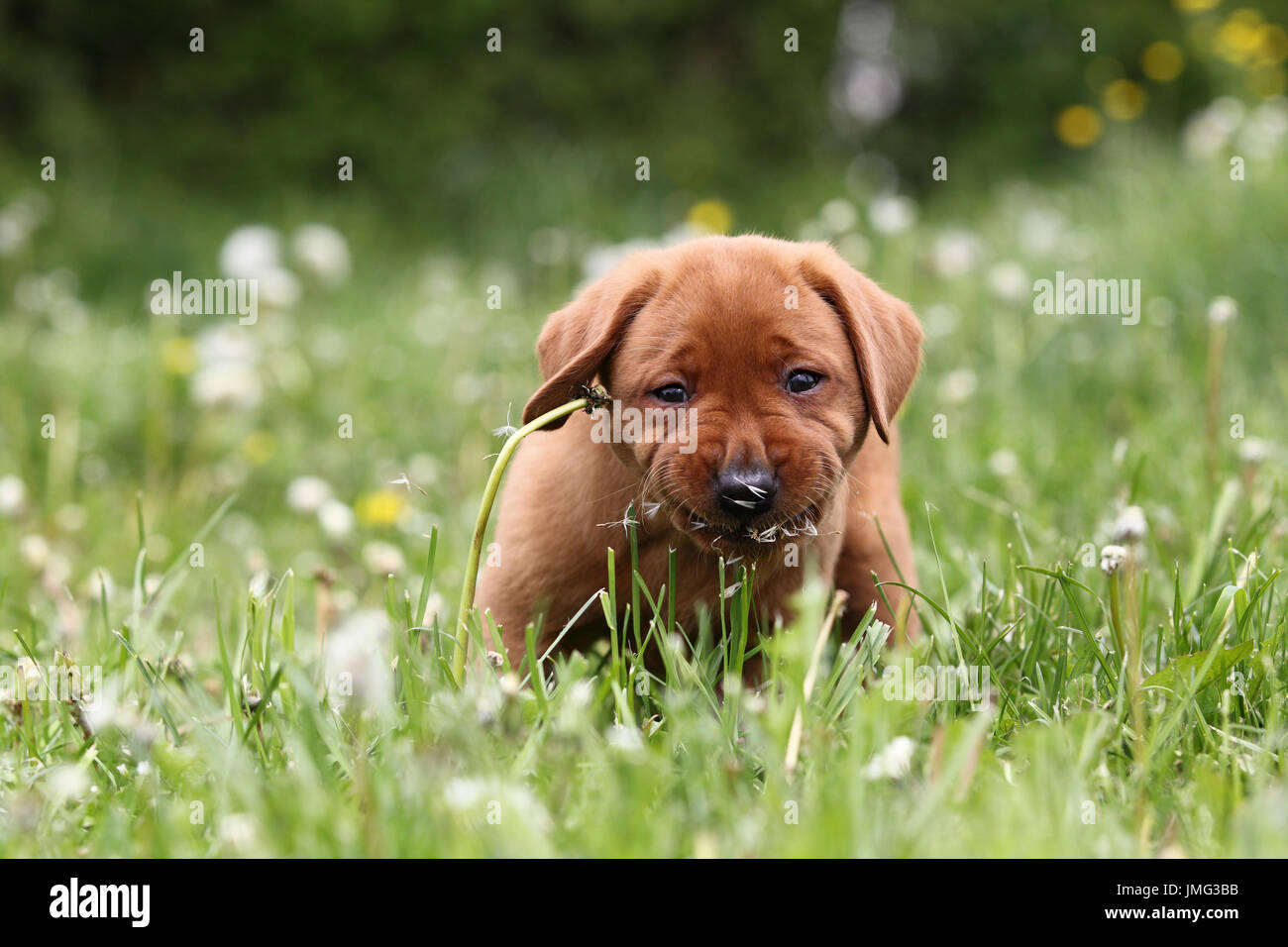 Labrador Retriever. Puppy (6 weeks old) gnawing on blowball. It ...