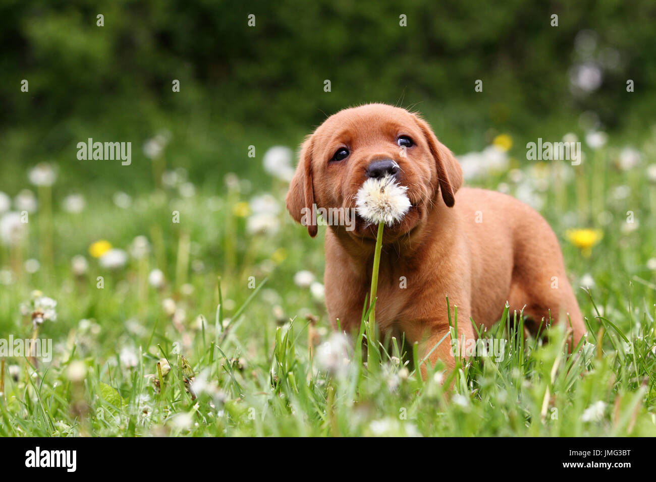 Labrador Retriever. Puppy (6 weeks old) gnawing on blowball. Sequence ...