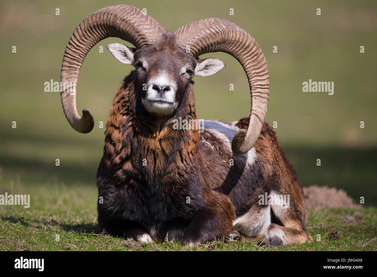 Mouflon (Ovis ammon musimon), ram resting in the sun Stock Photo - Alamy