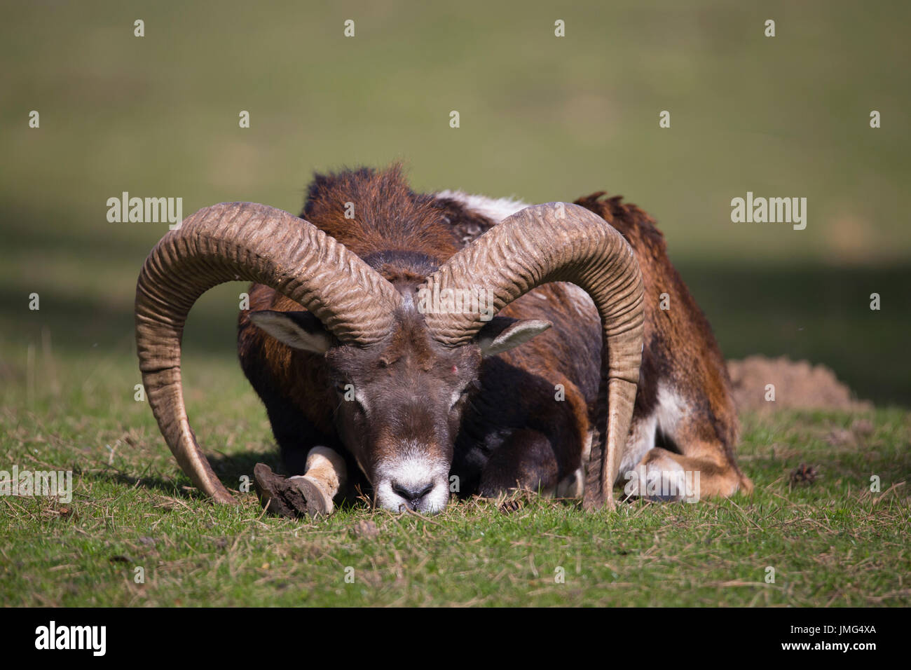 Mouflon (Ovis ammon musimon), ram resting in the sun Stock Photo - Alamy