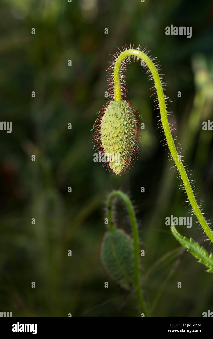 Poppy flower bud (garden Stock Photo - Alamy
