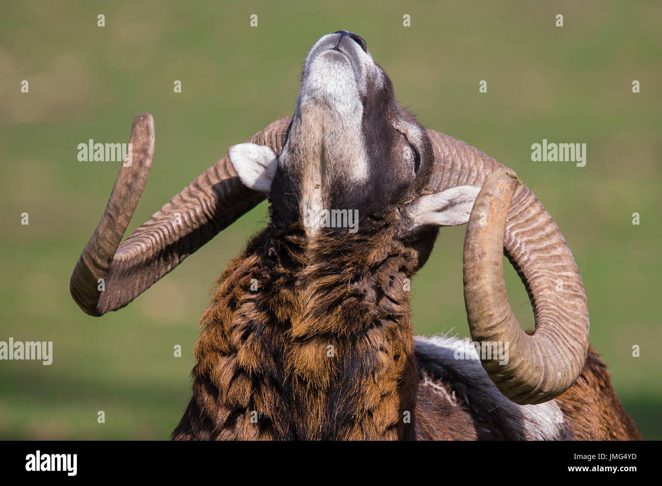 Mouflon (Ovis ammon musimon), ram resting in the sun Stock Photo - Alamy