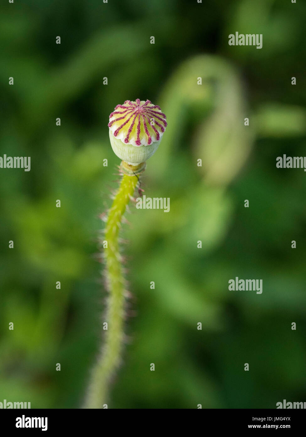 Capsule botany hi-res stock photography and images - Alamy