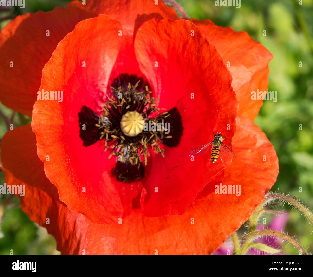 Syrphe (Episyrphus balteatus) flying over a red poppy flower Stock ...