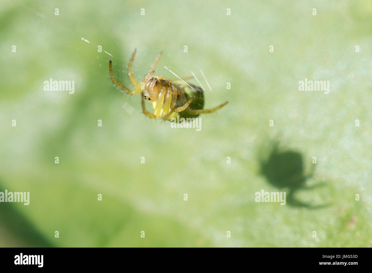 Spider shadow hi-res stock photography and images - Alamy