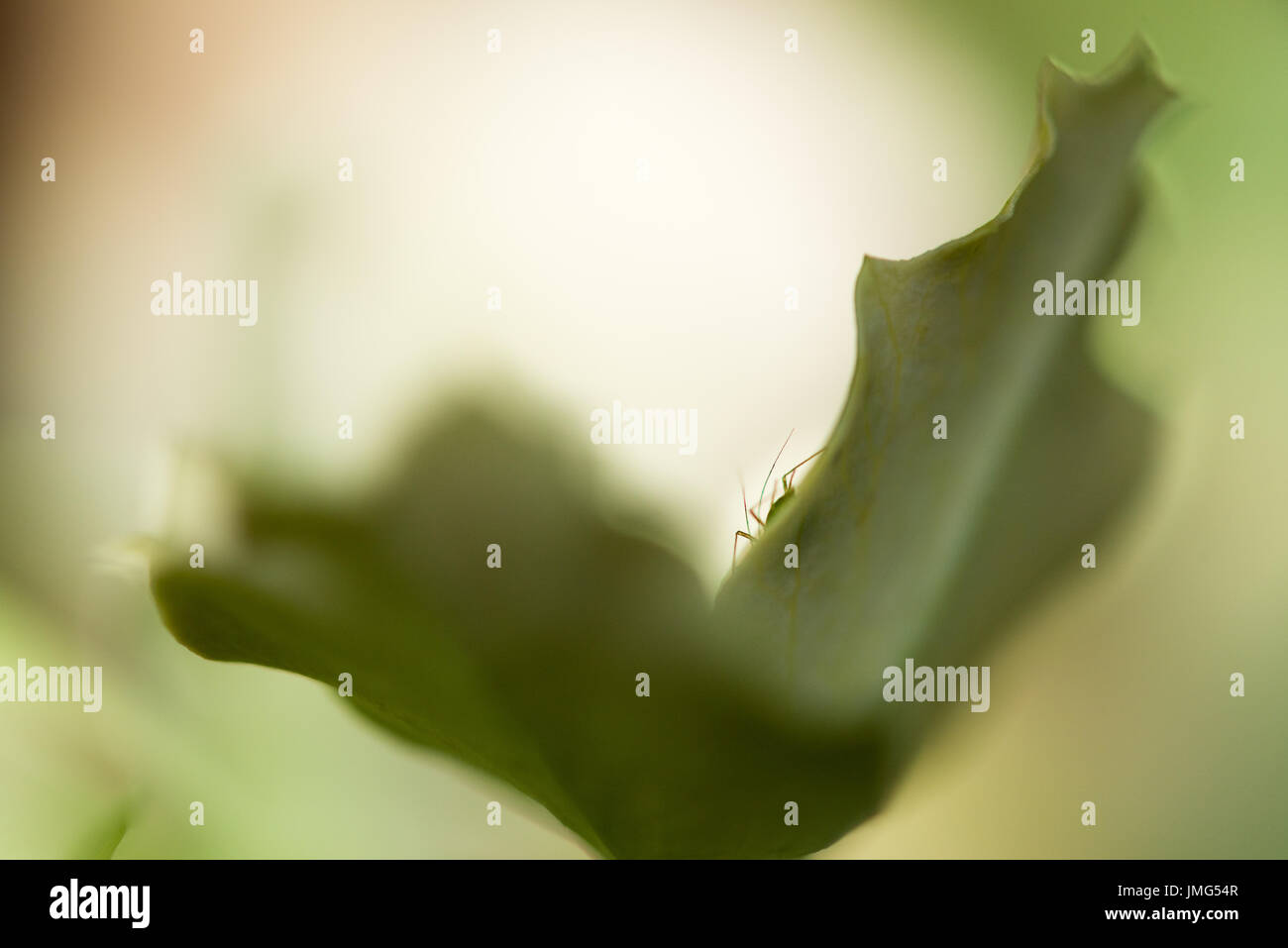 Greenfly on pea plant Stock Photo - Alamy