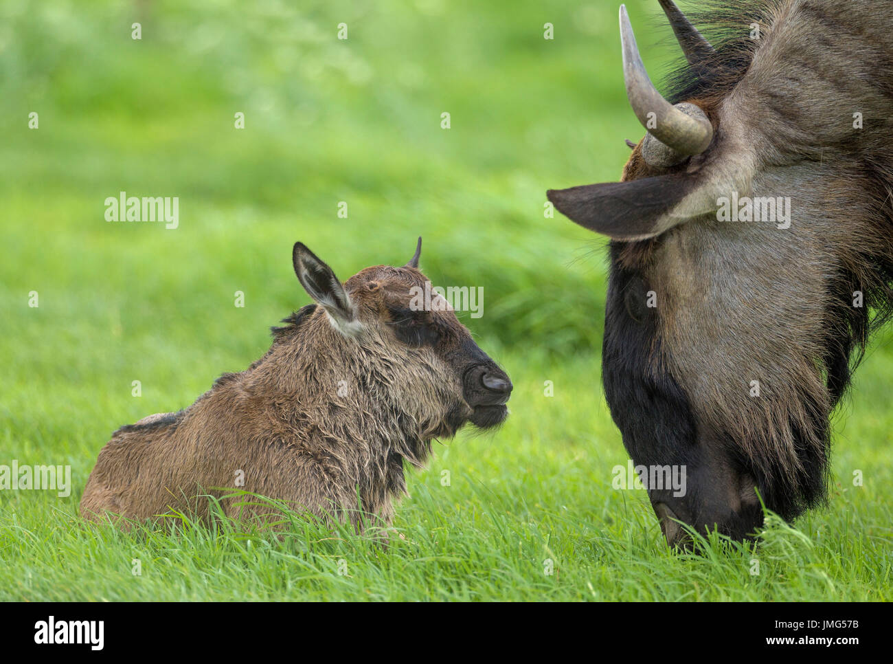 Blue Wildebeest (Connochaetes taurinus taurinus). Female and her newly ...