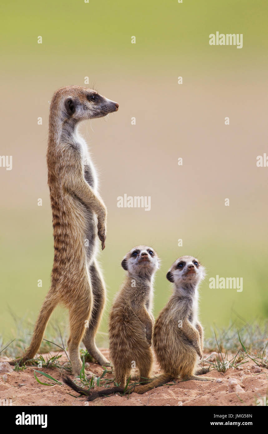 Suricate (Suricata suricatta). Female with two young on the lookout ...