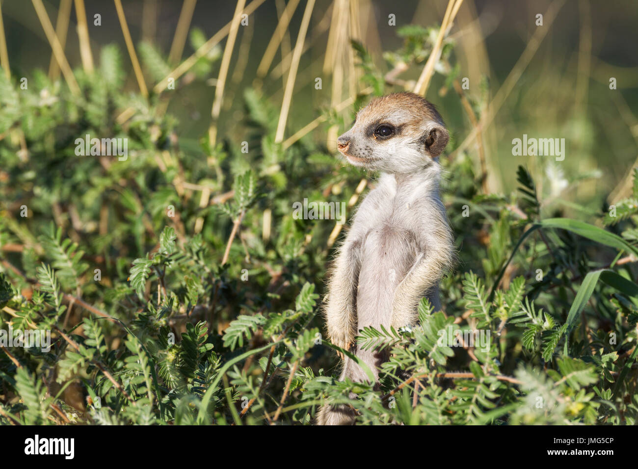 Curiosity for wildlife hi-res stock photography and images - Alamy
