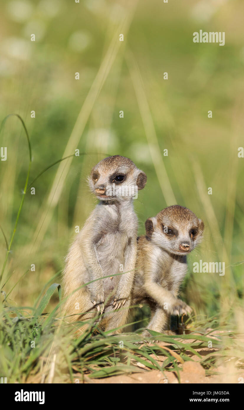 Suricate (Suricata suricatta). Two young on the lookout. During the ...