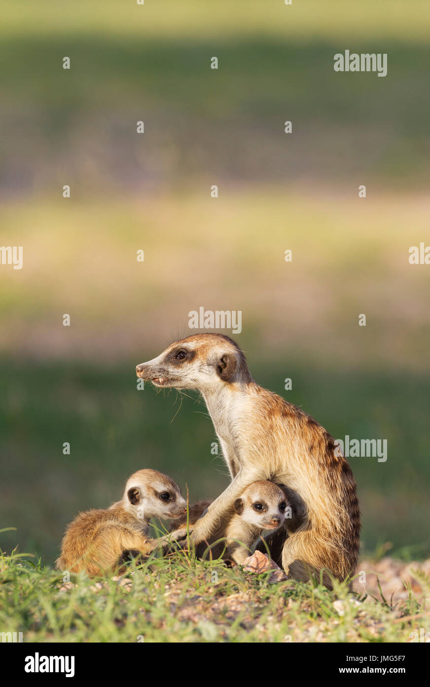 Suricate (Suricata suricatta). Female with two young at their burrow ...
