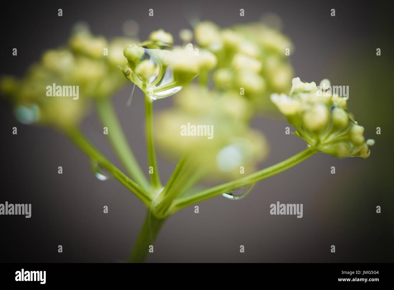Parsley and water hi-res stock photography and images - Alamy