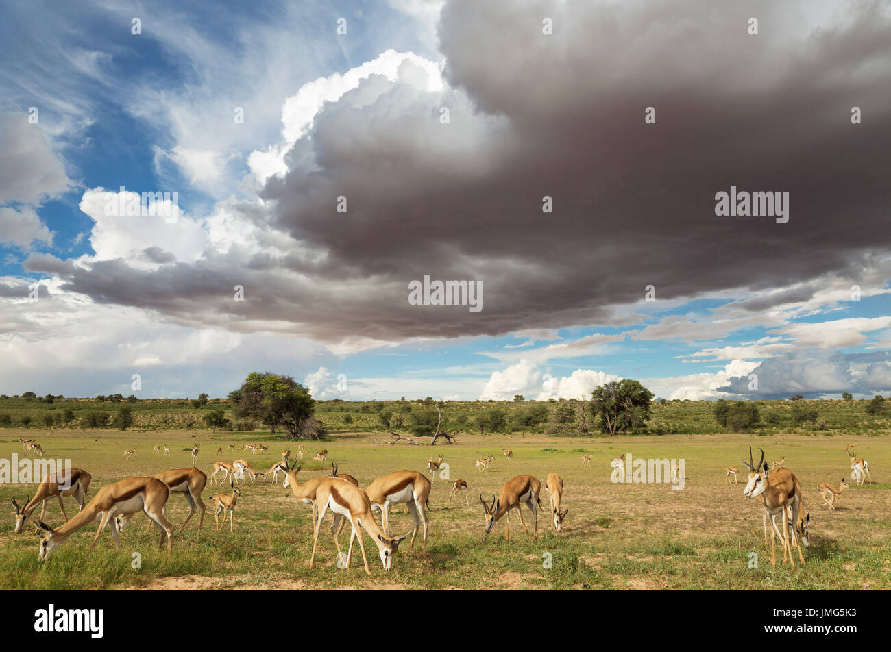 Springbok (Antidorcas marsupialis) Large herd grazing in the Auob ...