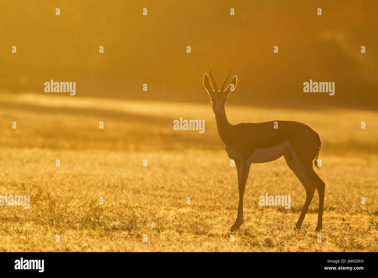 Springbok (Antidorcas marsupialis) Female in the morning light. During ...