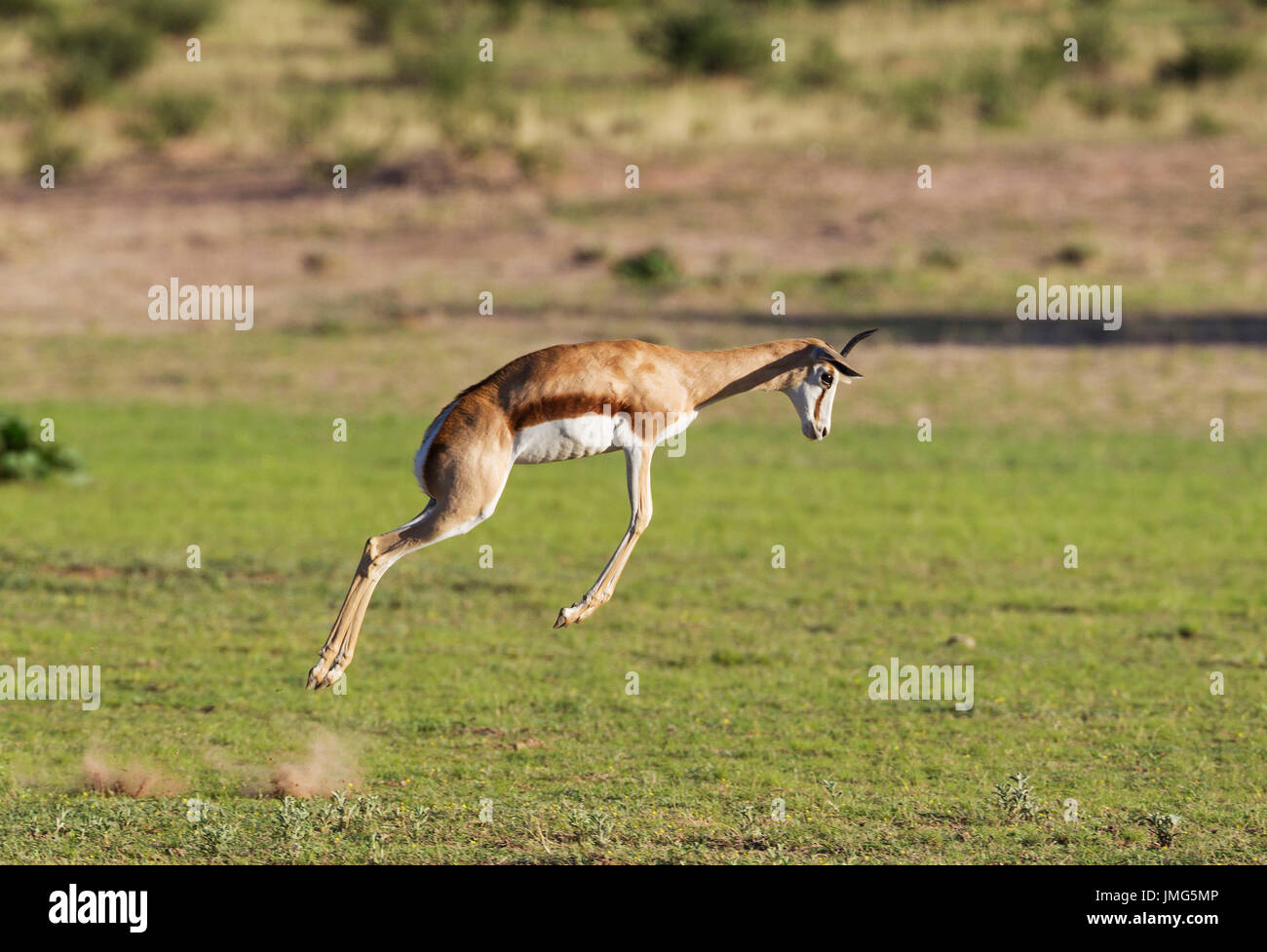 Springbok (Antidorcas marsupialis) pronking female. During the rainy ...