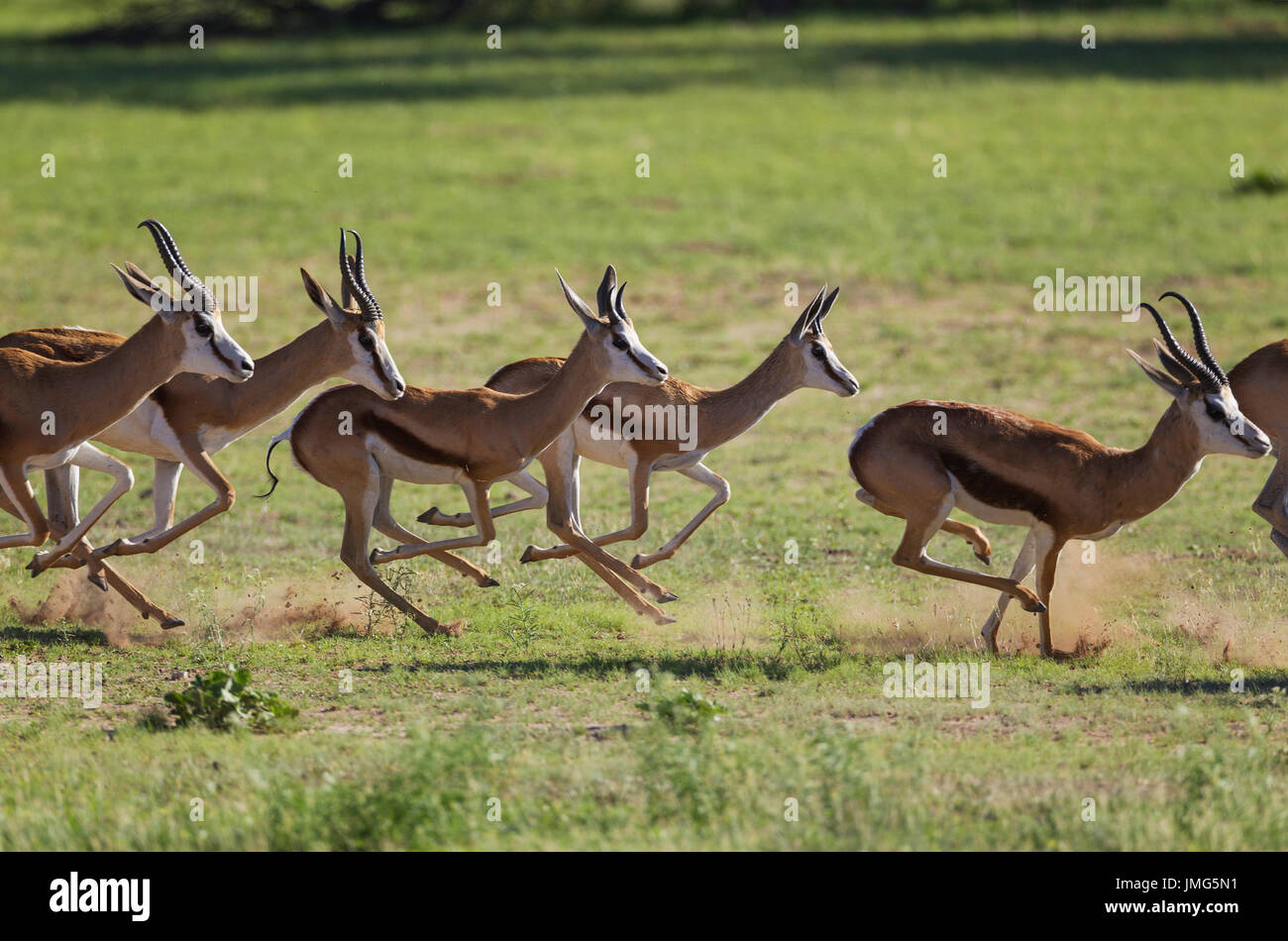 Springbok (Antidorcas marsupialis) Herd fleeing a Lion. During the ...
