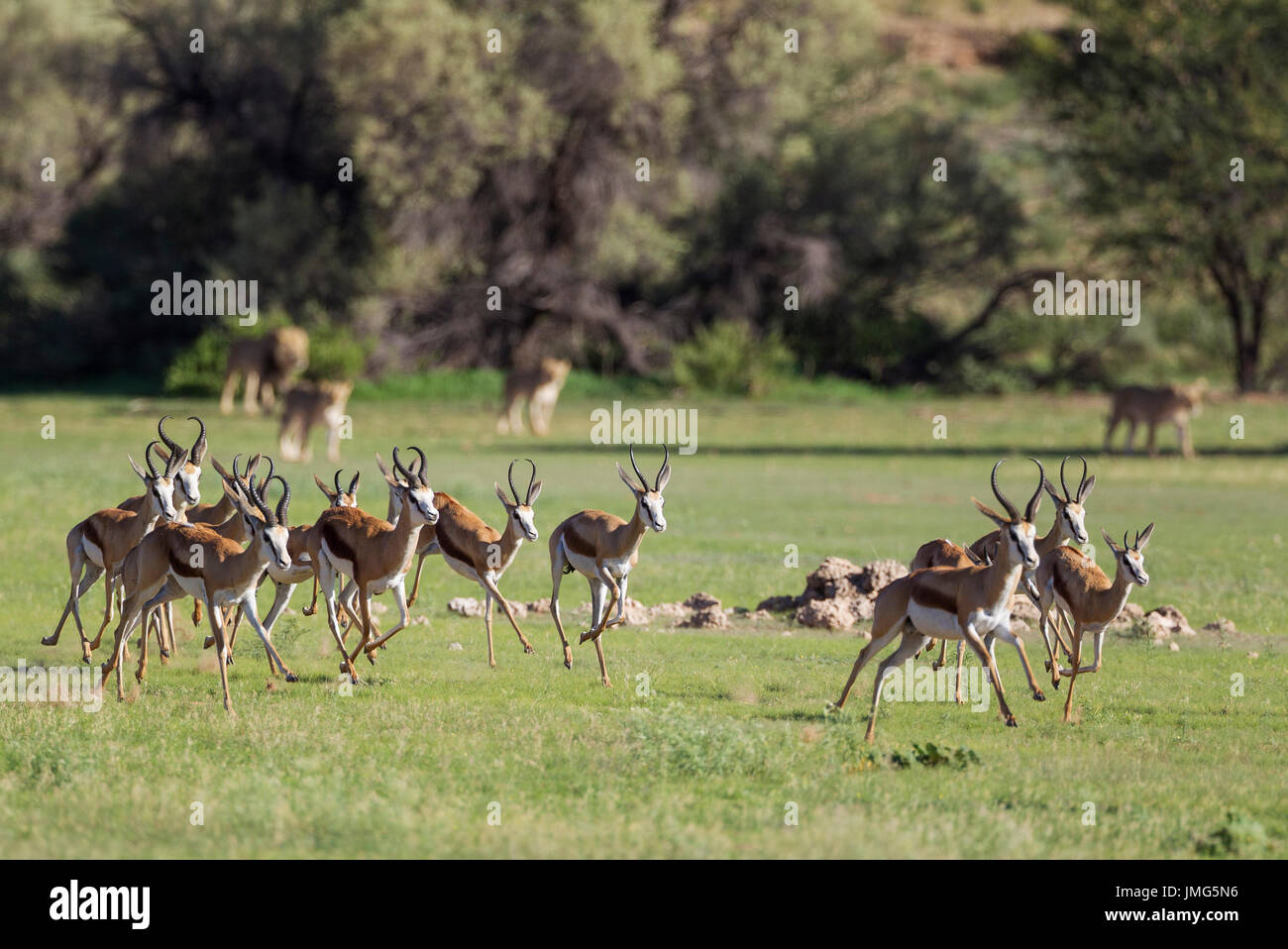 Springbok (Antidorcas marsupialis) Herd fleeing a Lion. During the ...