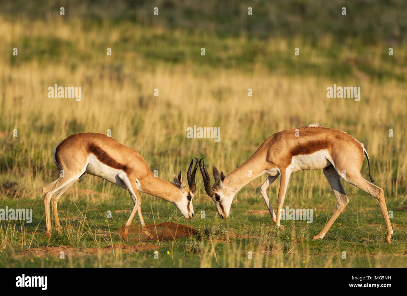 Springbok (Antidorcas marsupialis) males fighting. During the rainy ...