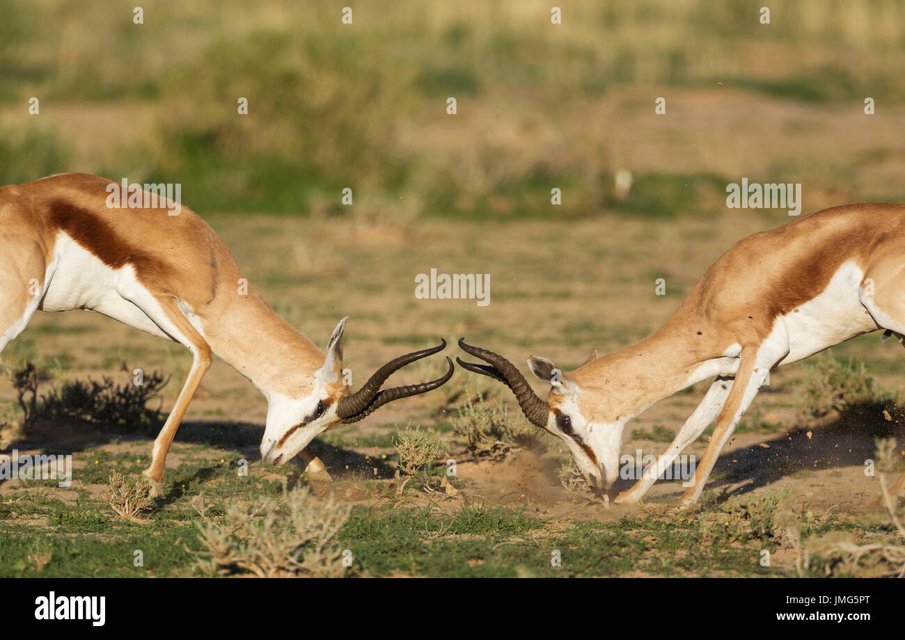 Springbok (Antidorcas marsupialis) males fighting. During the rainy ...