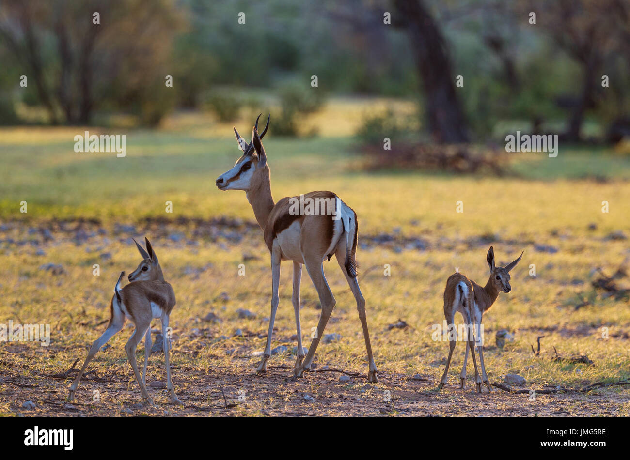 Springbok (Antidorcas marsupialis), Ewe with two newly born lambs. Only ...